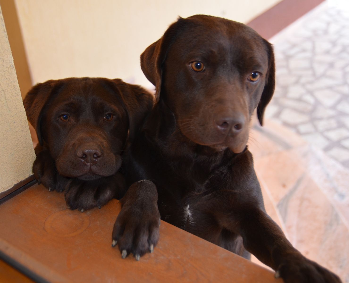 Labrador Retriever - Canisa CLAUSWEB